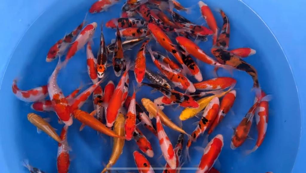 JAPANESE KOI 12-15cm - Victor Aquatics