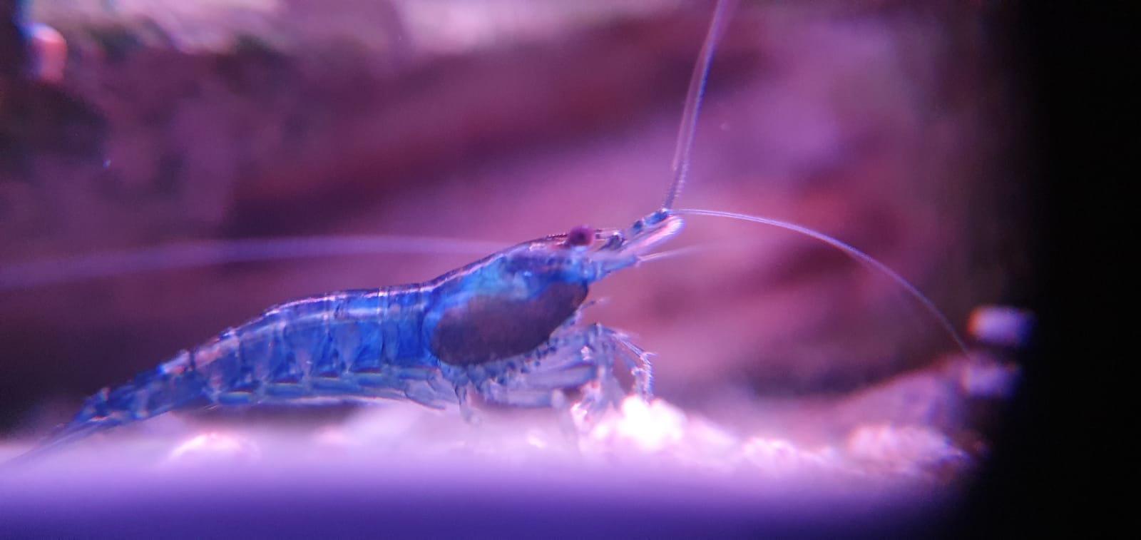Blue Diamond Shrimp - Victor Aquatics