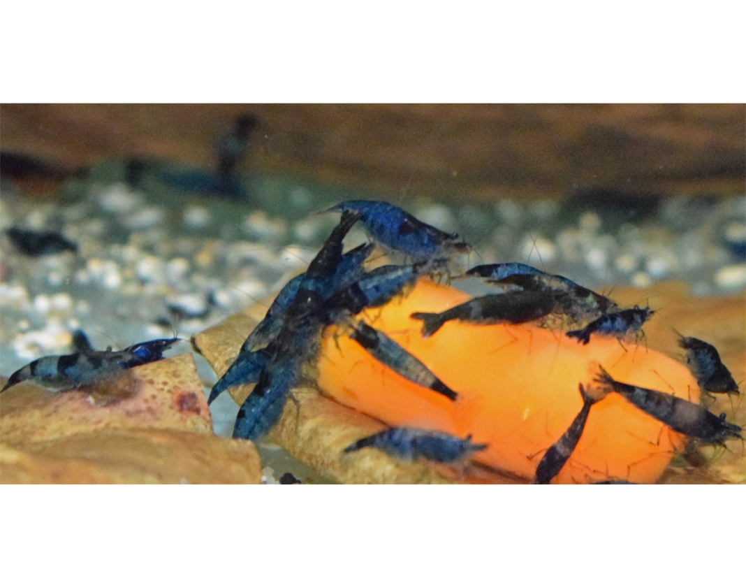 Blue/Red Rili Shrimp - Victor Aquatics