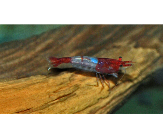 Blue/Red Rili Shrimp - Victor Aquatics