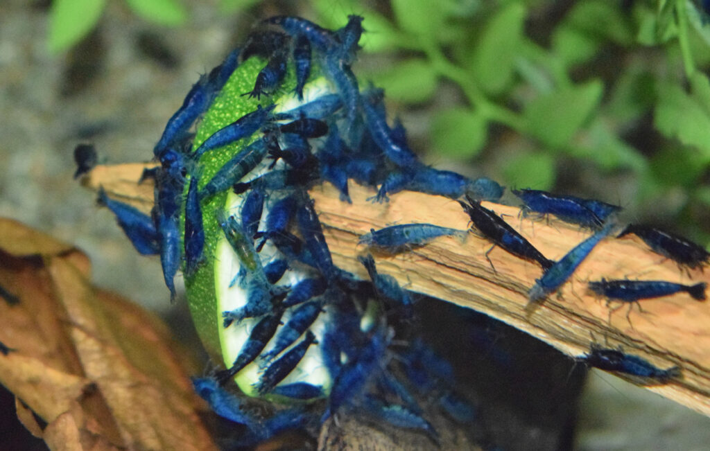 Blue Velvet Shrimp - Victor Aquatics