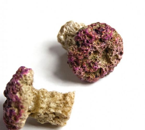 Coral Frag Plug Natureform X25 - Victor Aquatics