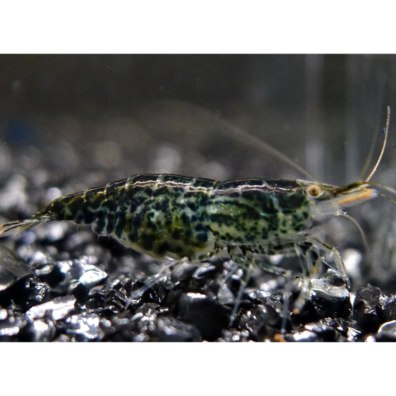Jumbo Armoured Shrimp - Victor Aquatics
