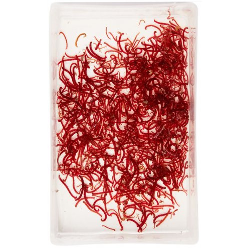 Large Bloodworm - Victor Aquatics