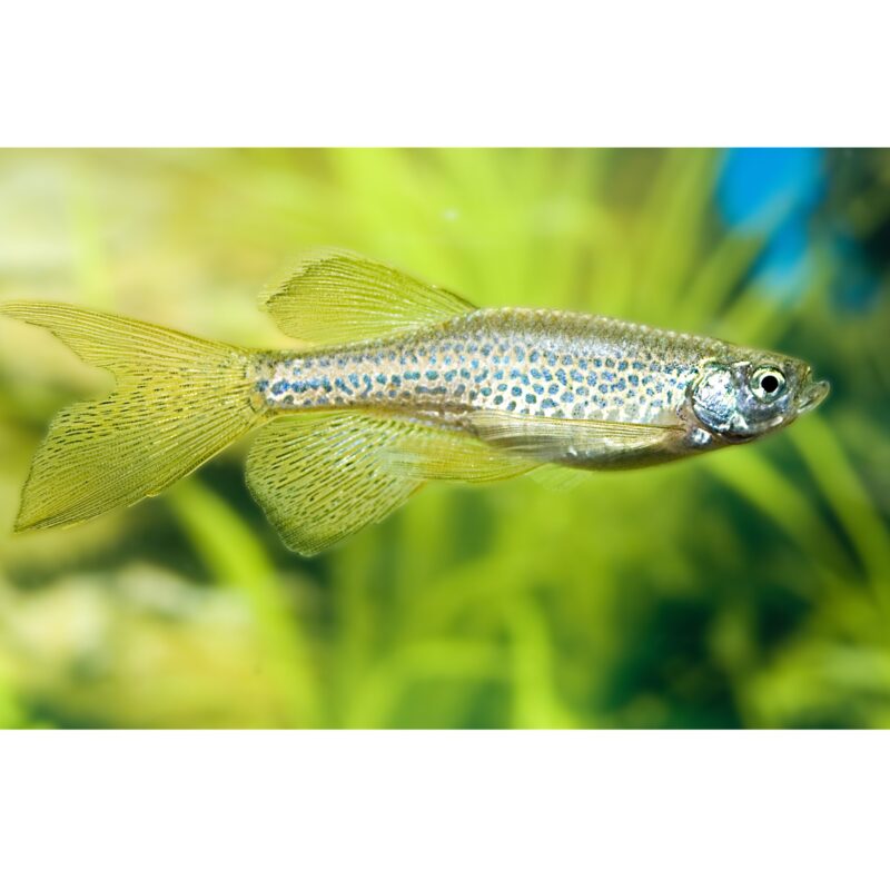 Golden Zebra Danio