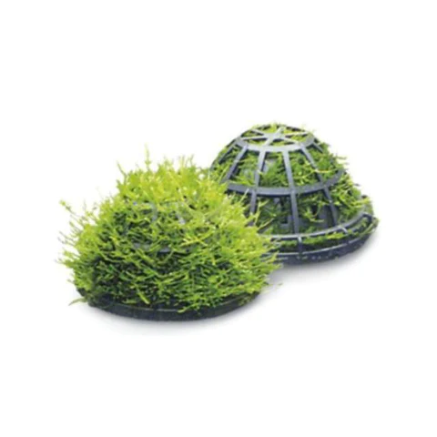 SUPERFISH Moss Dome - Victor Aquatics
