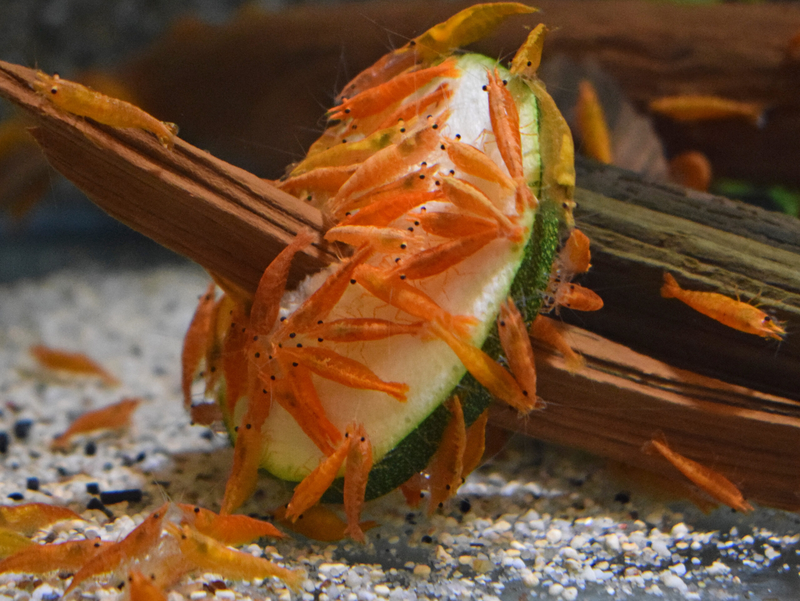 Orange Shrimp - Victor Aquatics