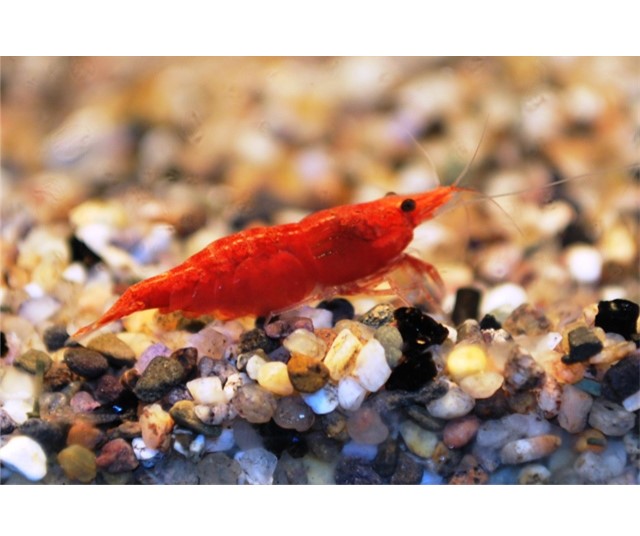 Red Fire Shrimp - Victor Aquatics