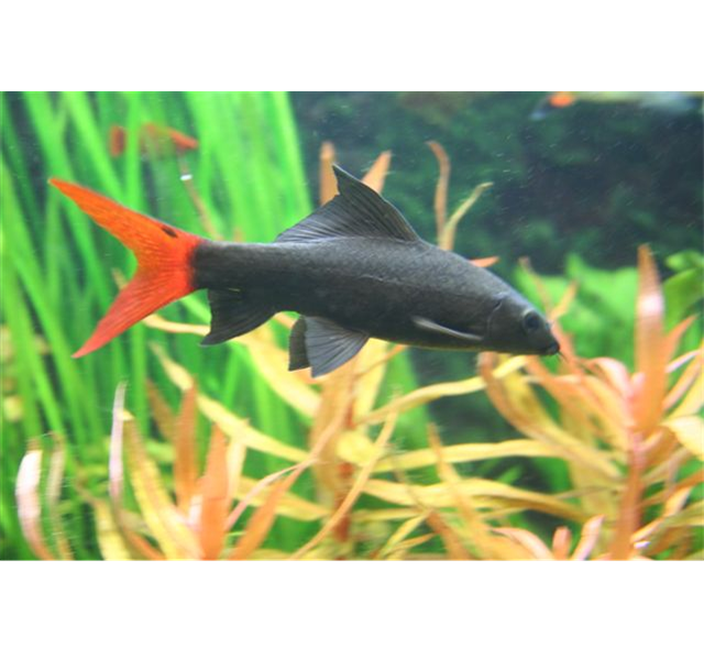 Albino Red Fin Shark