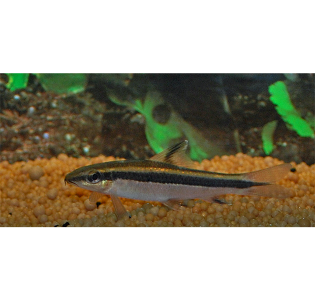 Siamese Flying Fox - Victor Aquatics