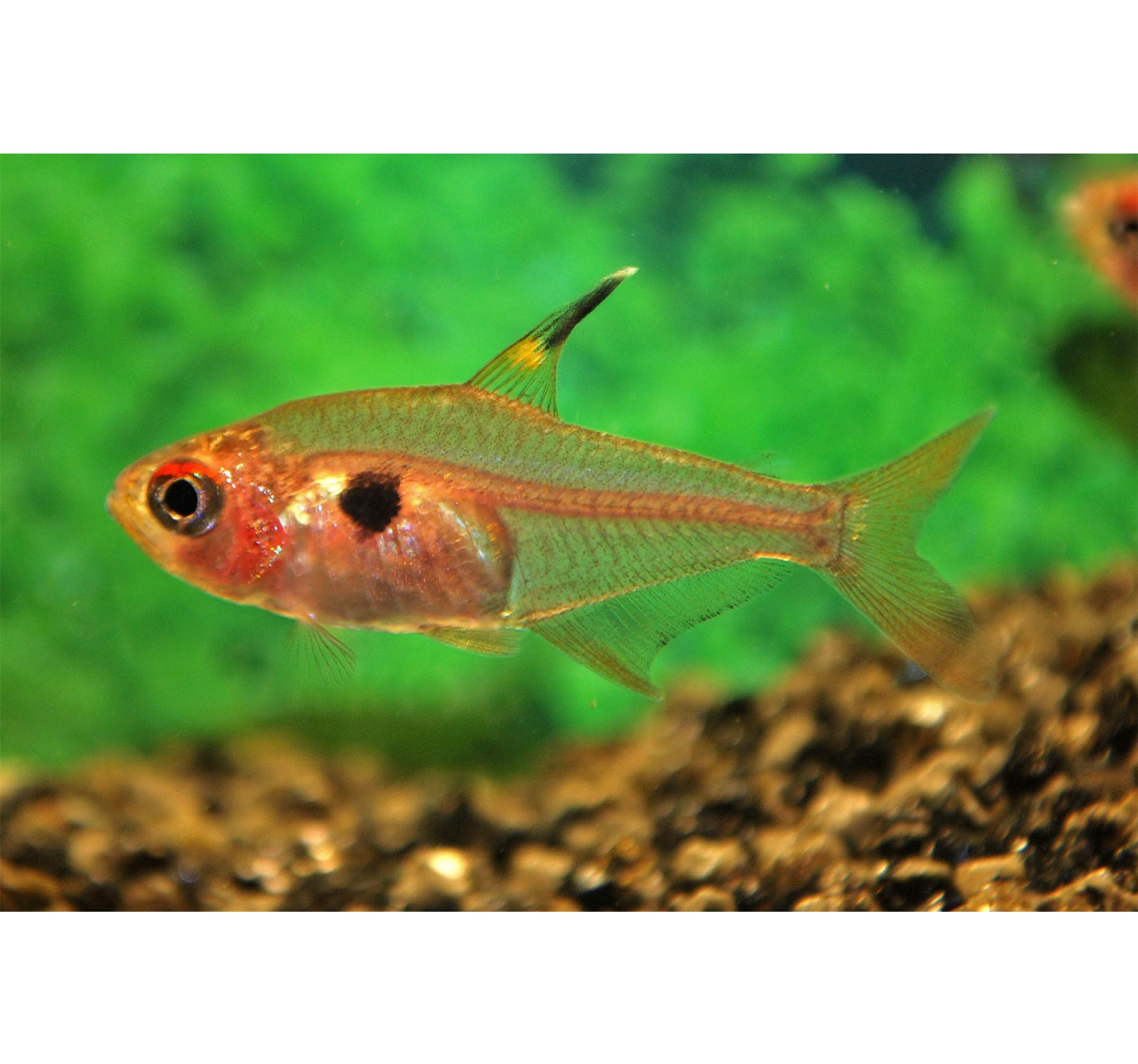 Red Phantom Tetra