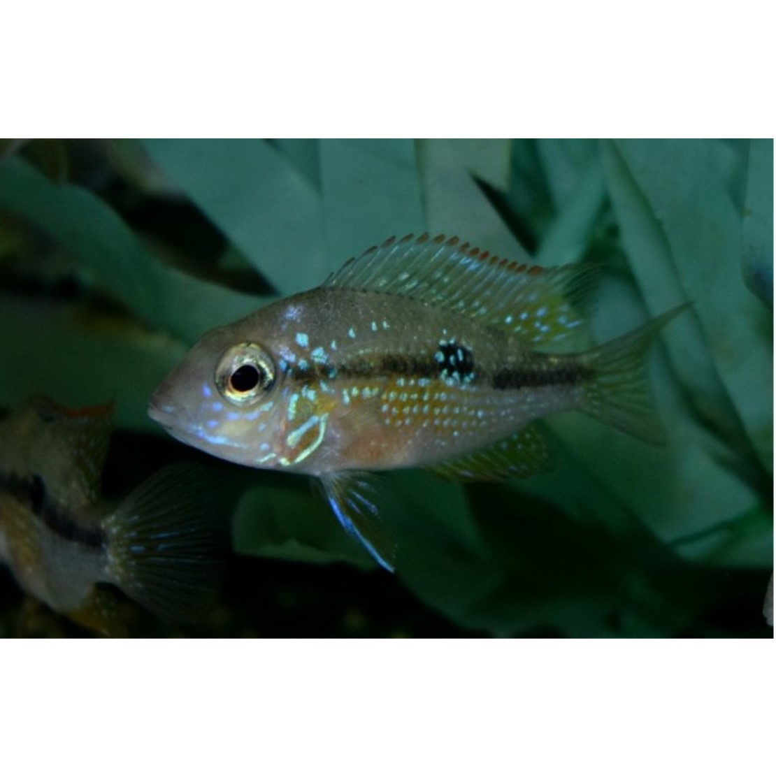 Thorichthys Ellioti - Victor Aquatics