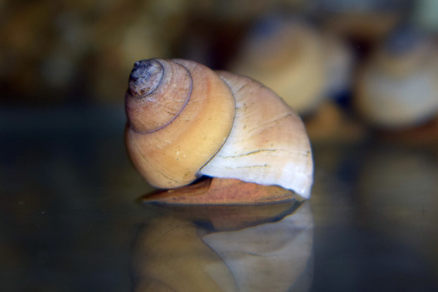 White Wizard Snail - Victor Aquatics