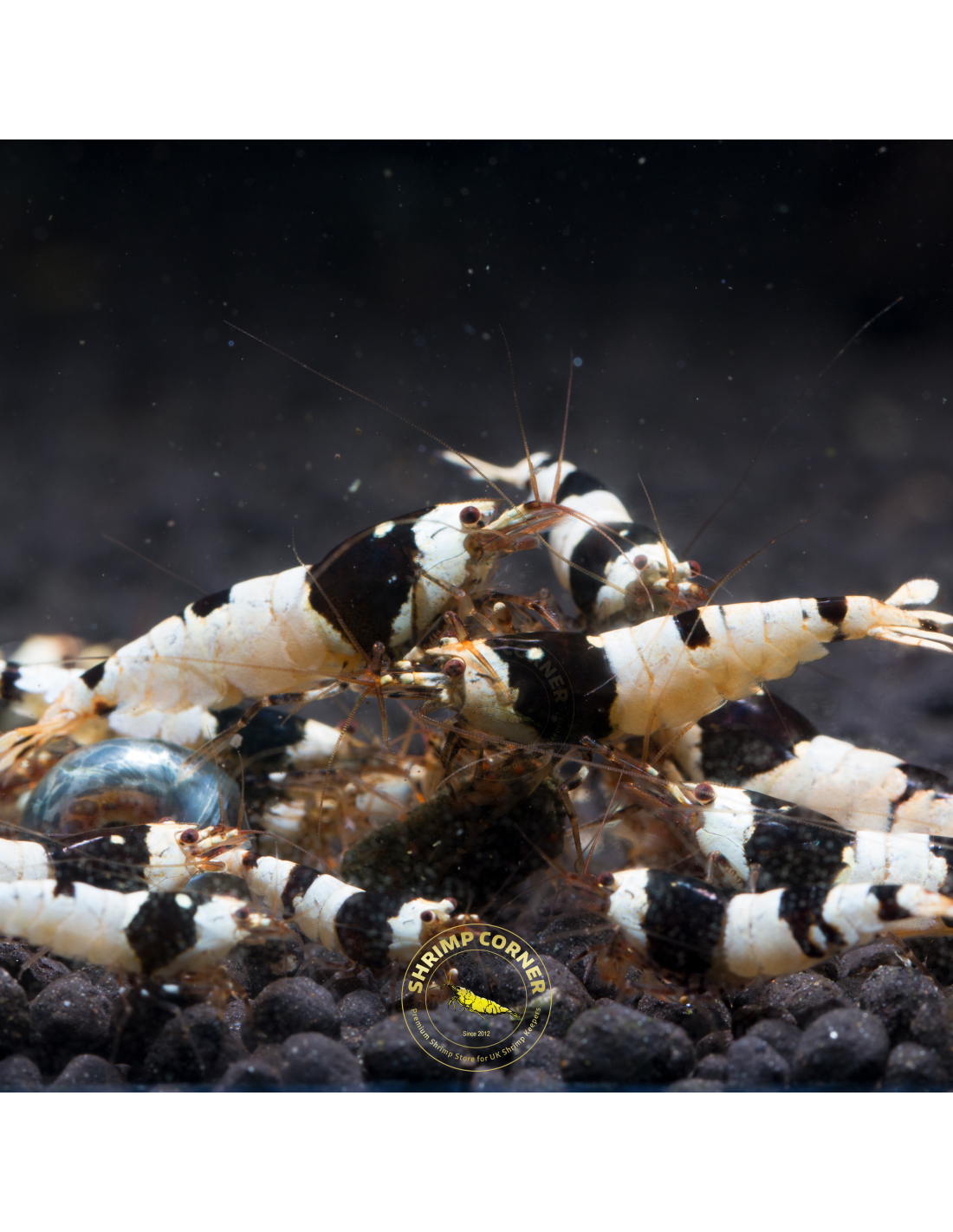 Pure Black Line Shrimp - Victor Aquatics